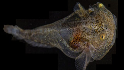 Arctic Snail fish with Freeze Proteins