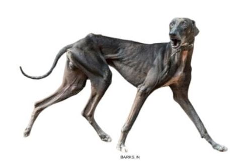 Karnataka’s Mudhol hounds
