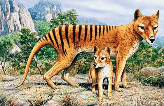 Tasmanian Tiger