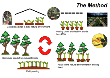 Punjab’s villages expands forest with Miyawaki method